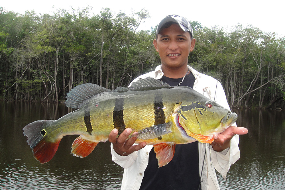 Temporada de pesca esportiva aos tucunarés da Amazônia