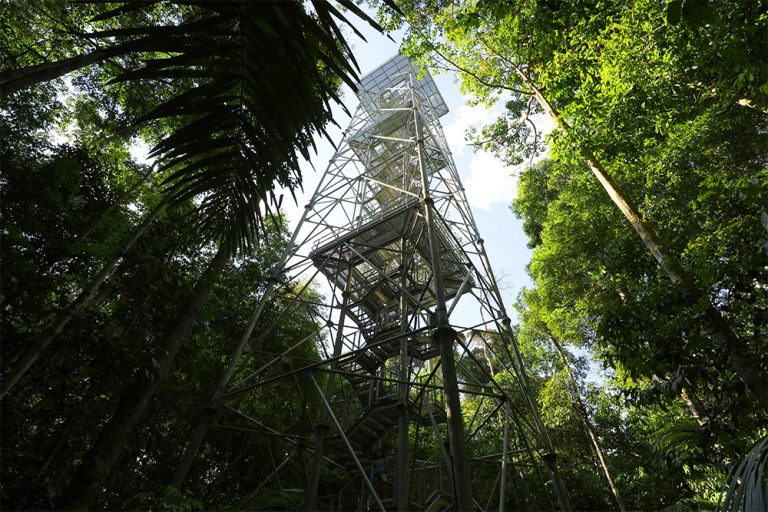 Museu da Amazônia tem trilhas, vitórias-régias e torre de observação