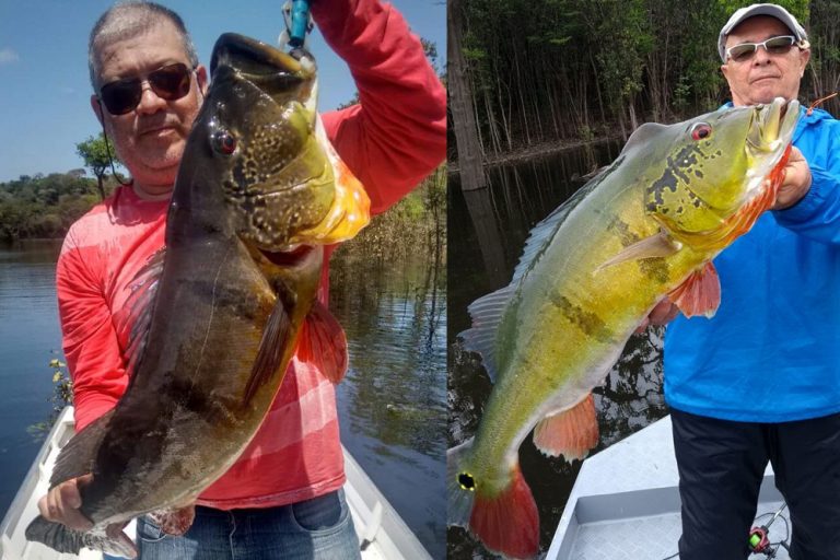 taboca-exemplares - Amazonas e Mais